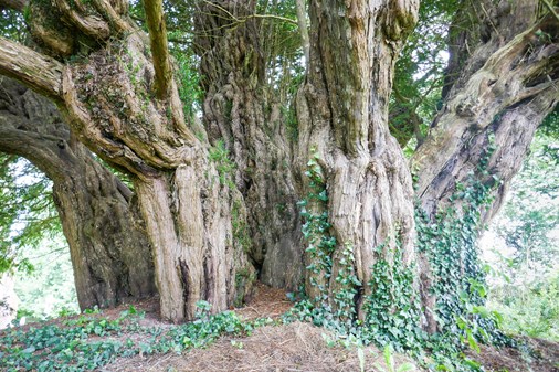 Somerset celebrates National Tree Week